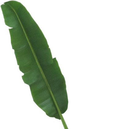 Abaca Leaf Skincare Benefits |Tatcha | Tatcha