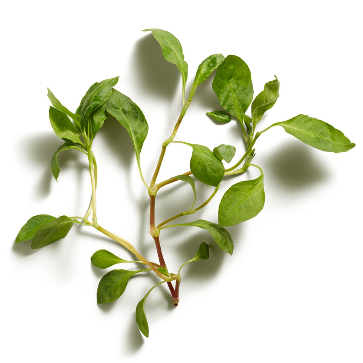 Indigo Calming Face Cream for Sensitive Skin | Tatcha